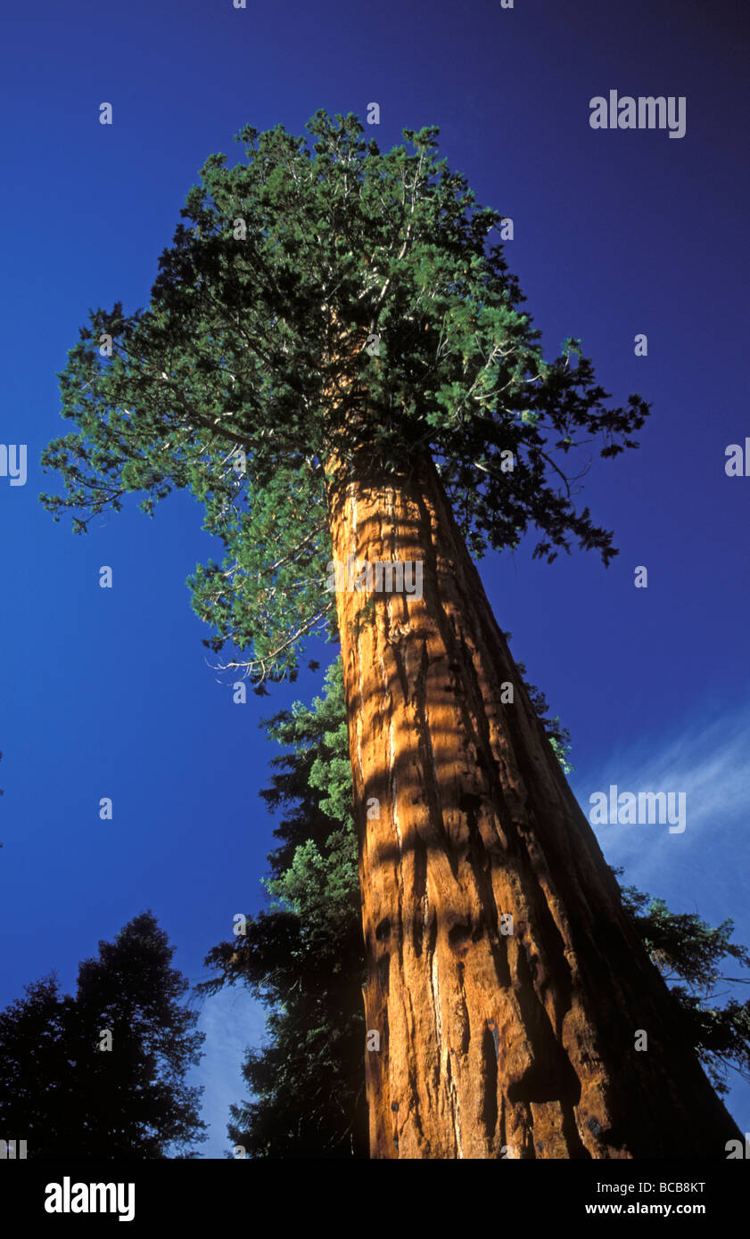 Giant Sequoias (Sequoiadendron giganteum) in Sequoia National Park Stock Photo - Alamy