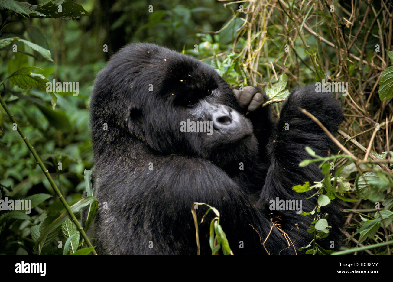 Male Silverback Mountain Gorilla feeding in a tropical rainforest Stock ...