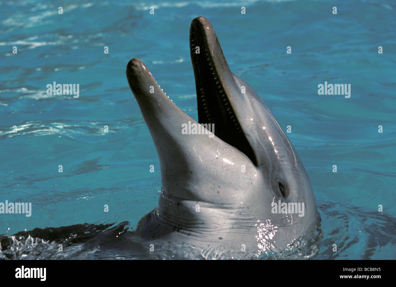 A captive Bottlenose Dolphin displays it's teeth whilst playing Stock ...