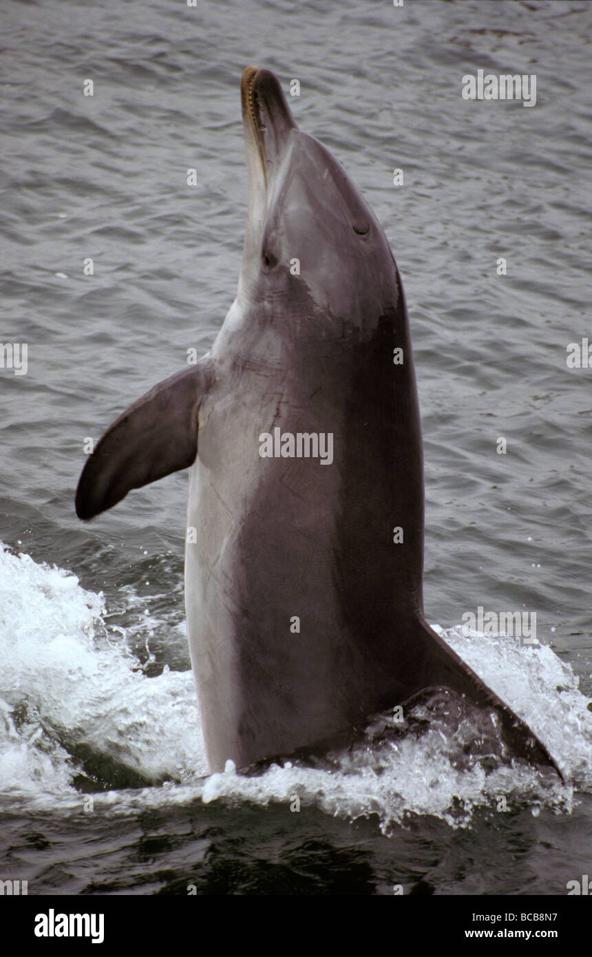 A Bottlenose Dolphin uses it's tail to propel itself out of the water ...