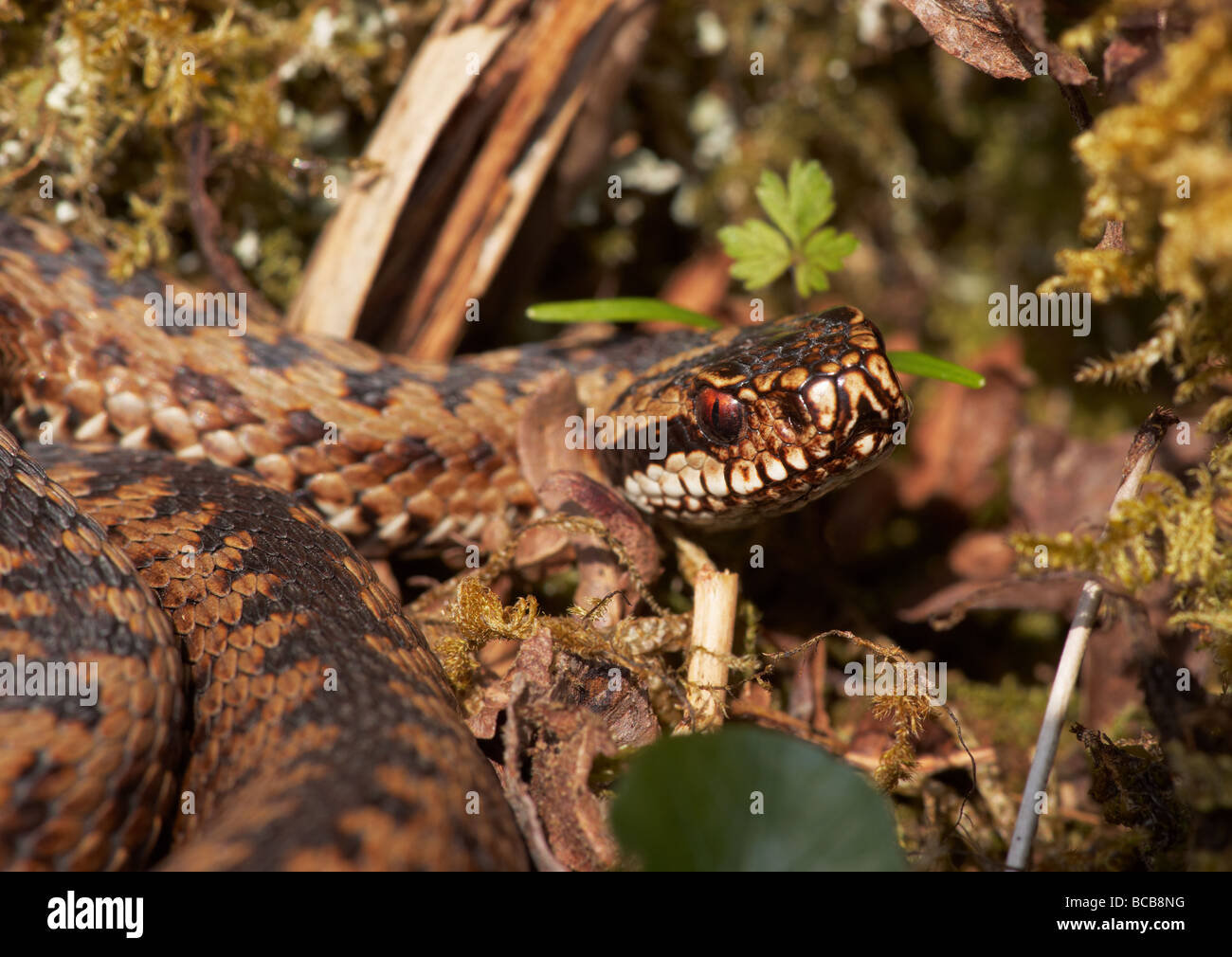 Rock adder hi-res stock photography and images - Alamy