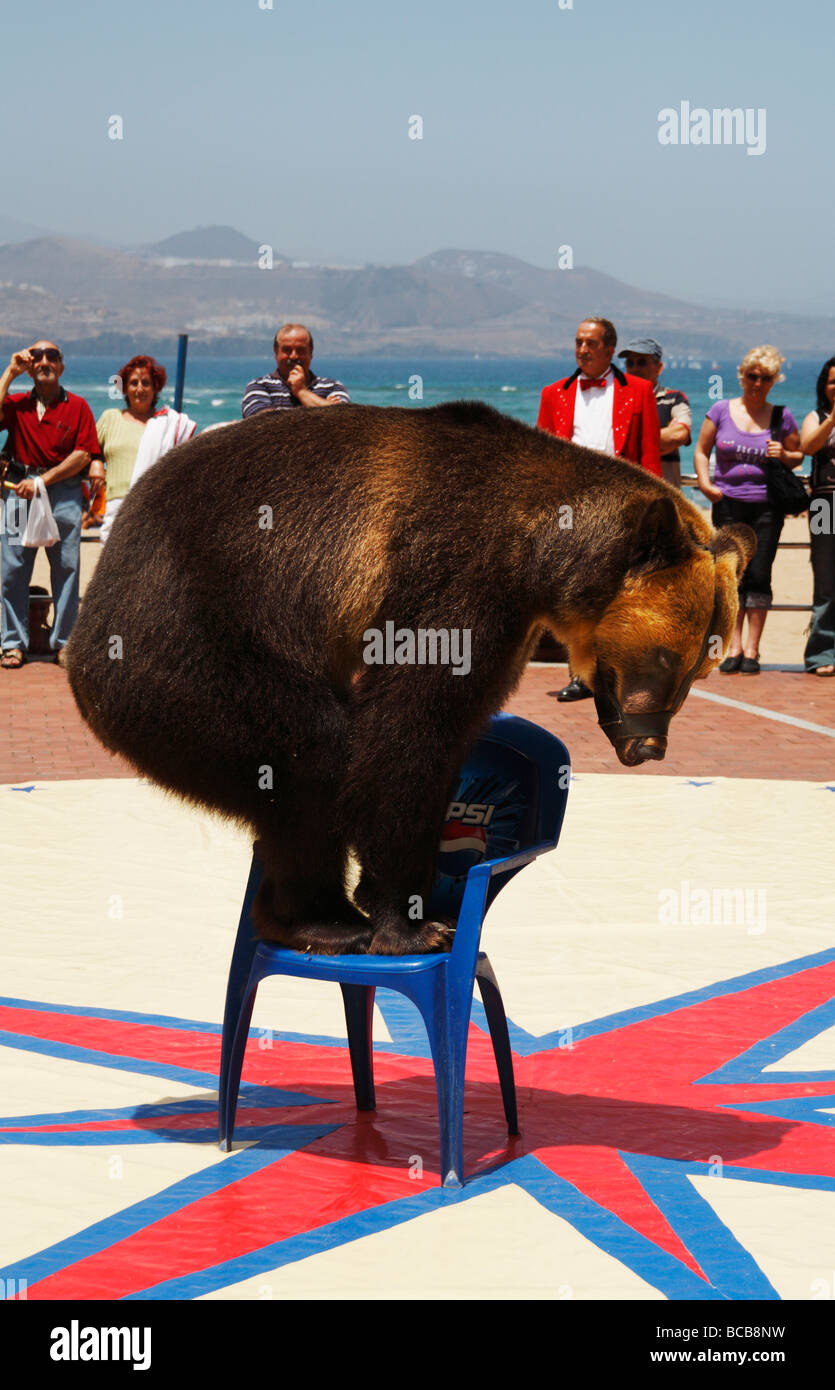 Circus bear hi-res stock photography and images - Alamy