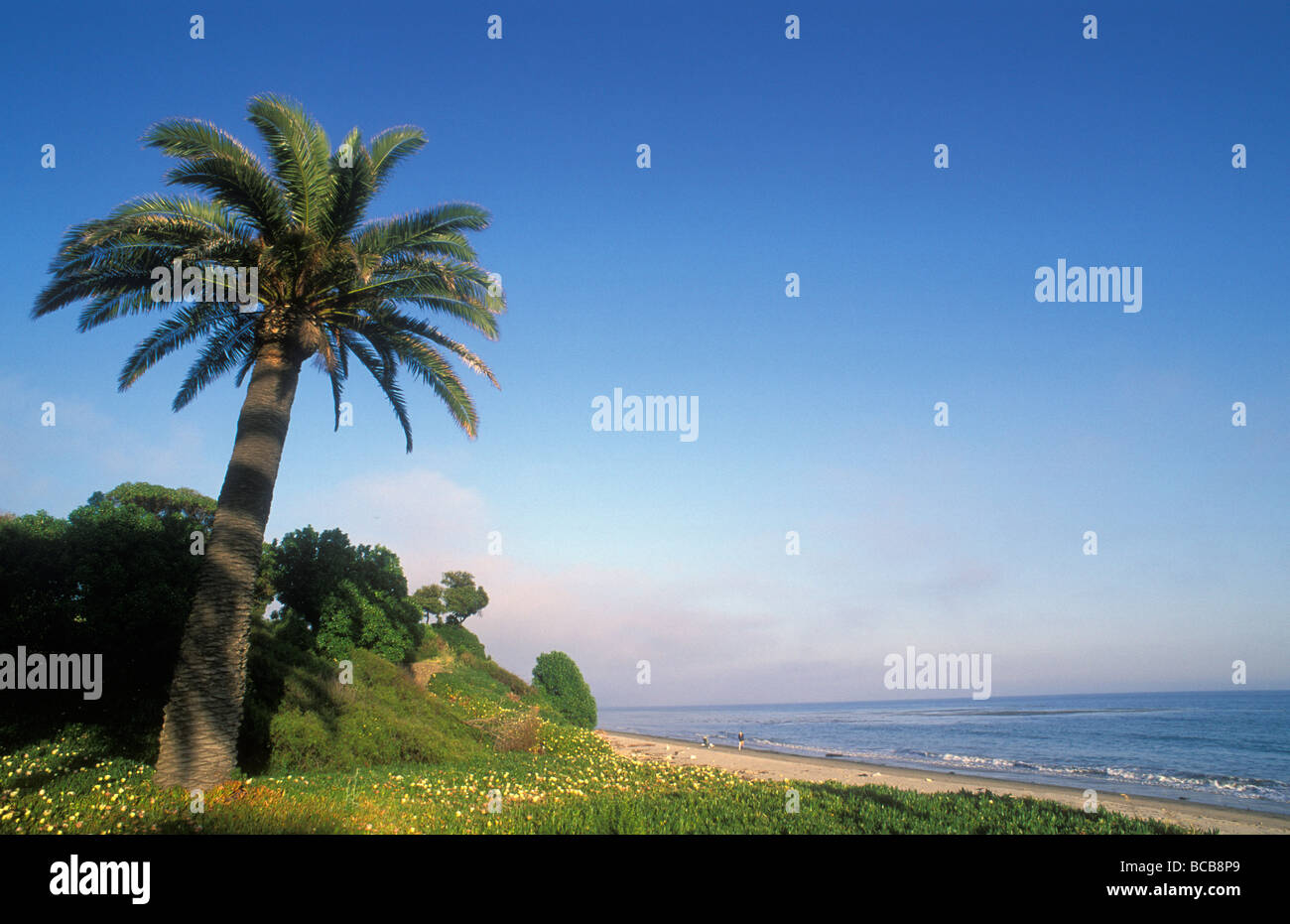 Palm tree, beach and fog at Refugio Beach State Park Stock Photo - Alamy