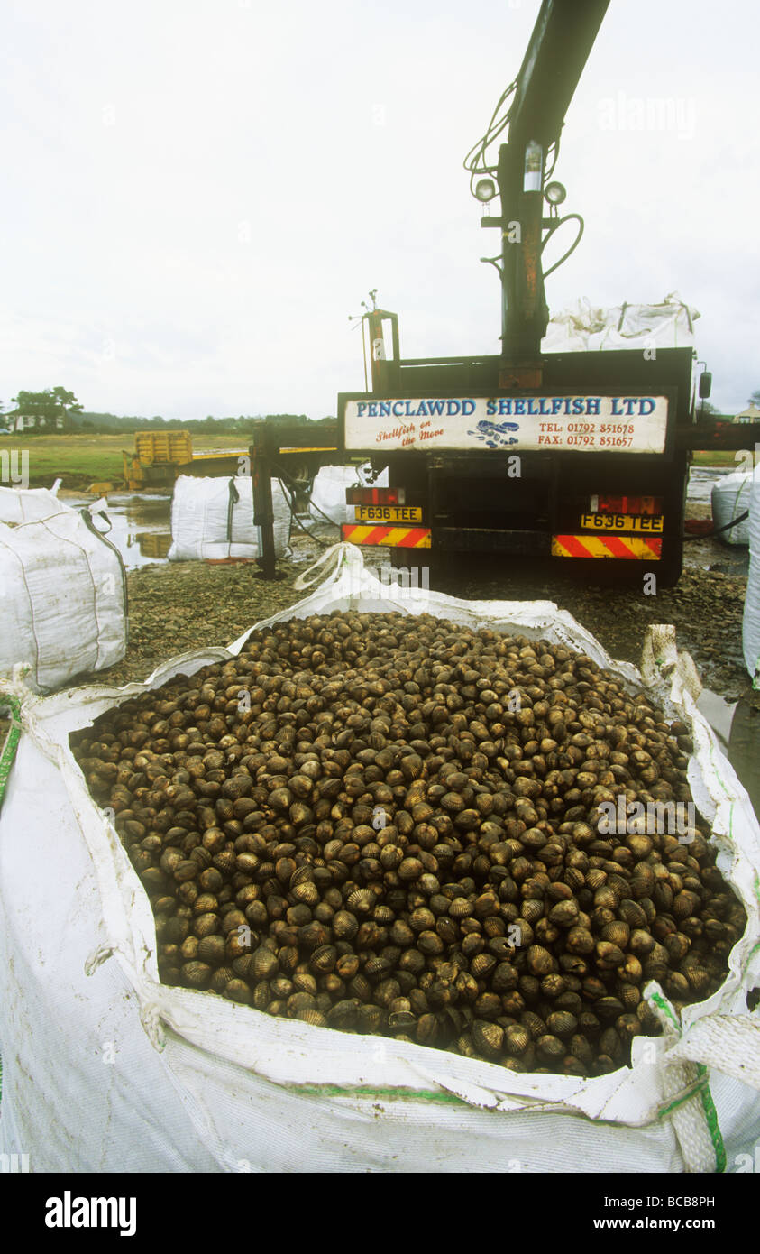 Harvested cockles hi-res stock photography and images - Alamy