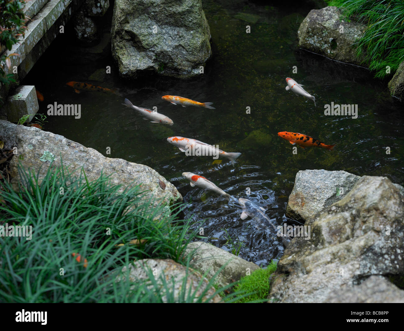fish in pond Stock Photo - Alamy