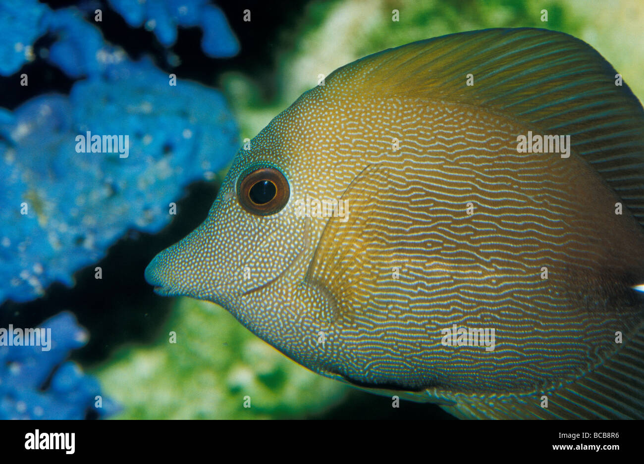 Close-up of Scopus Brown Tang Fish head eye fin profile, coral behind ...