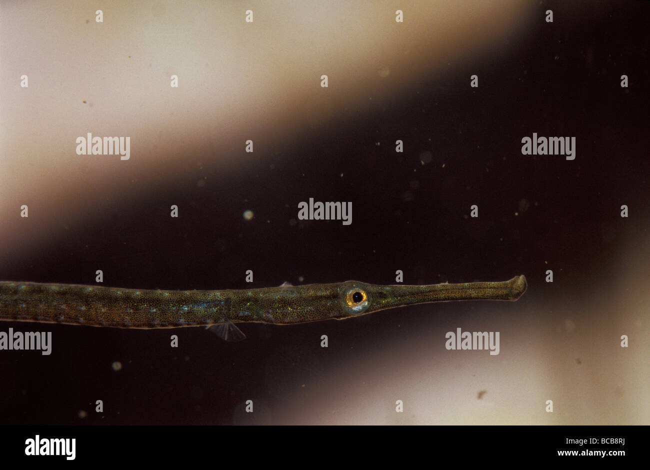 Long head pipefish hi-res stock photography and images - Alamy