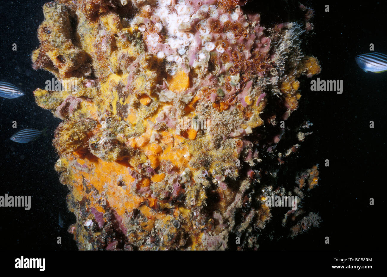 Mado fish hi-res stock photography and images - Alamy