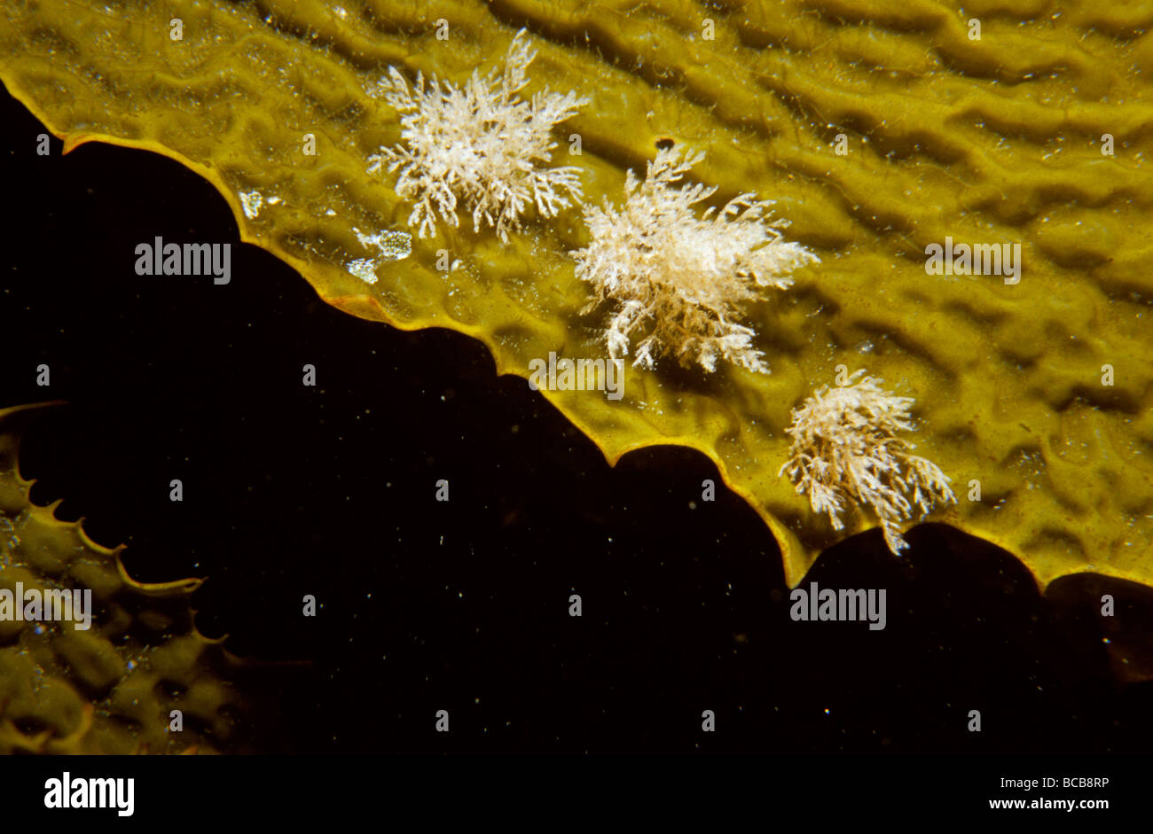 Detail of Algae growth on a Sea Kelp frond Stock Photo - Alamy
