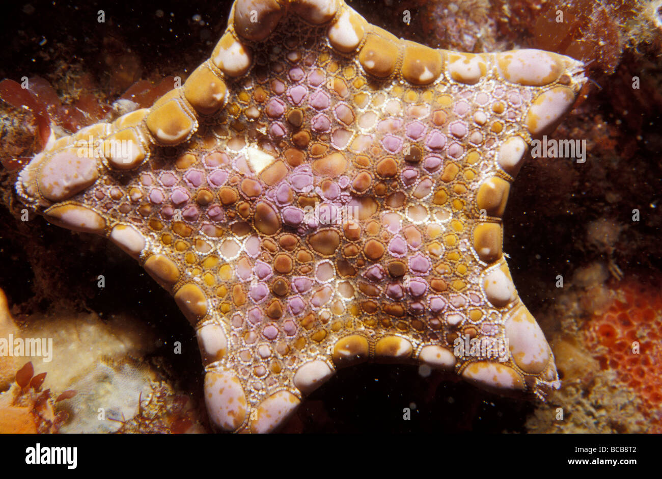 Tosia hi-res stock photography and images - Alamy