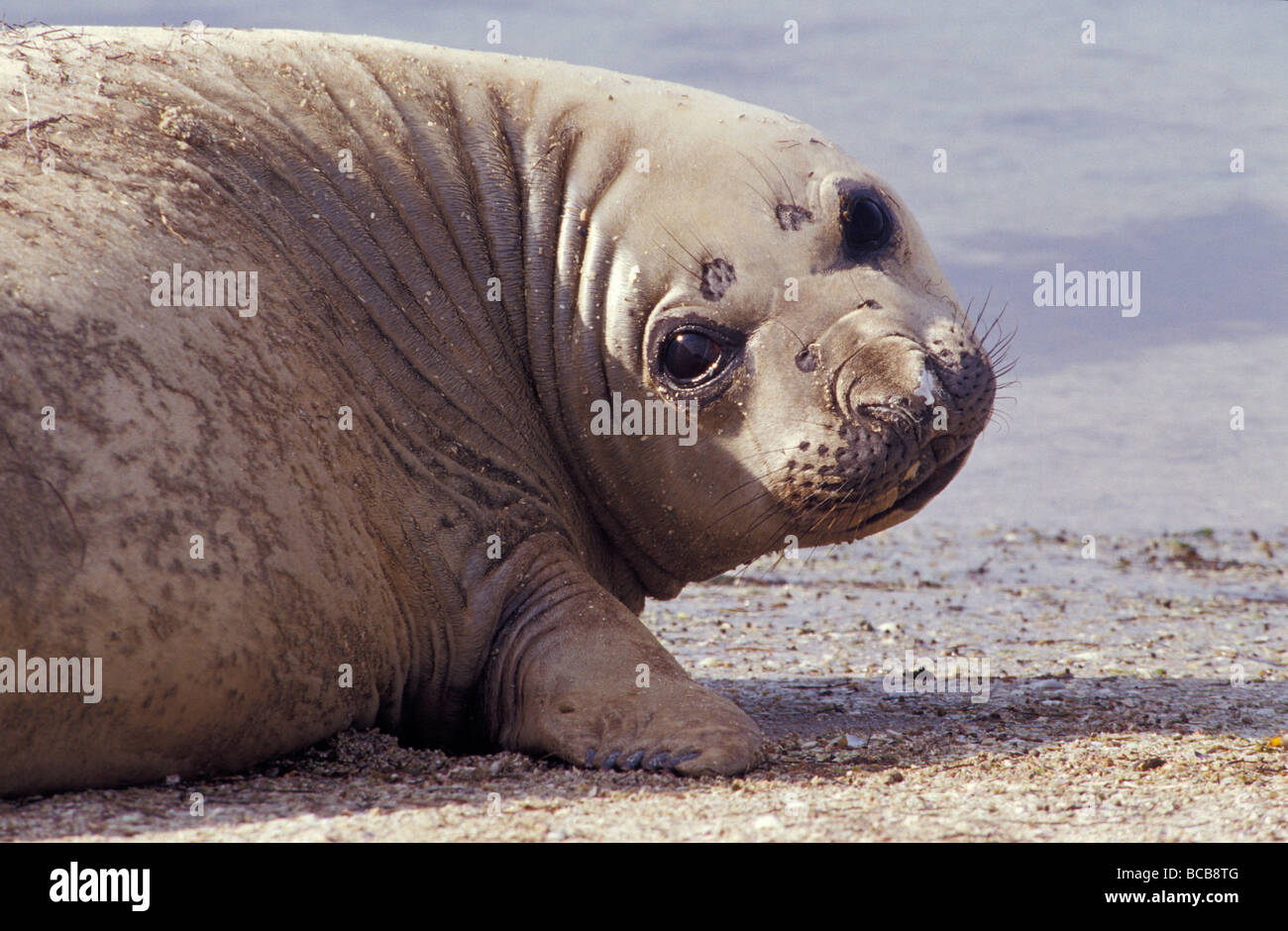 A face portraite of a cute, friendly Southern Elephant Seal on a beach ...