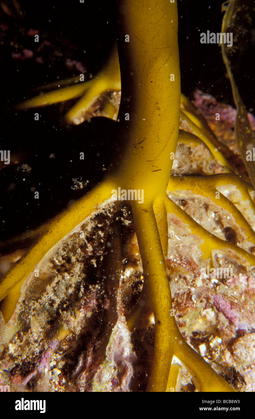 Kelp holds fast on reef rock, underwater mimicking tree roots Stock ...