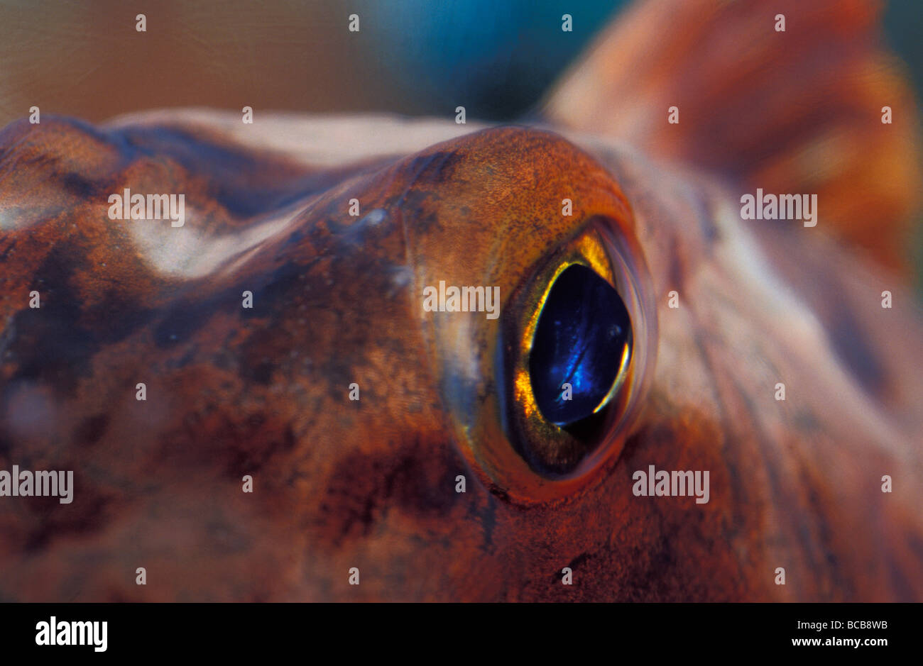 Eye detail of an alien looking Red Gurnard Fish Stock Photo - Alamy