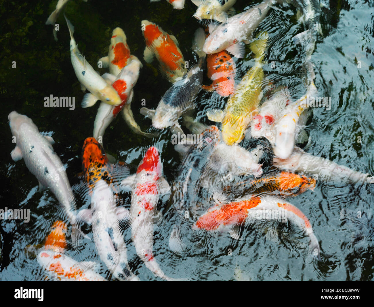 school of fish in pond Stock Photo - Alamy