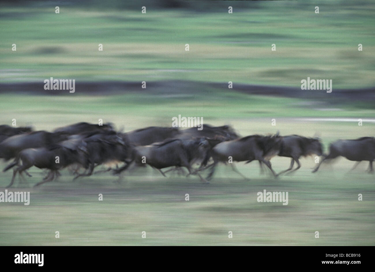 Wildebeeste herd runnng during migration against a green background ...