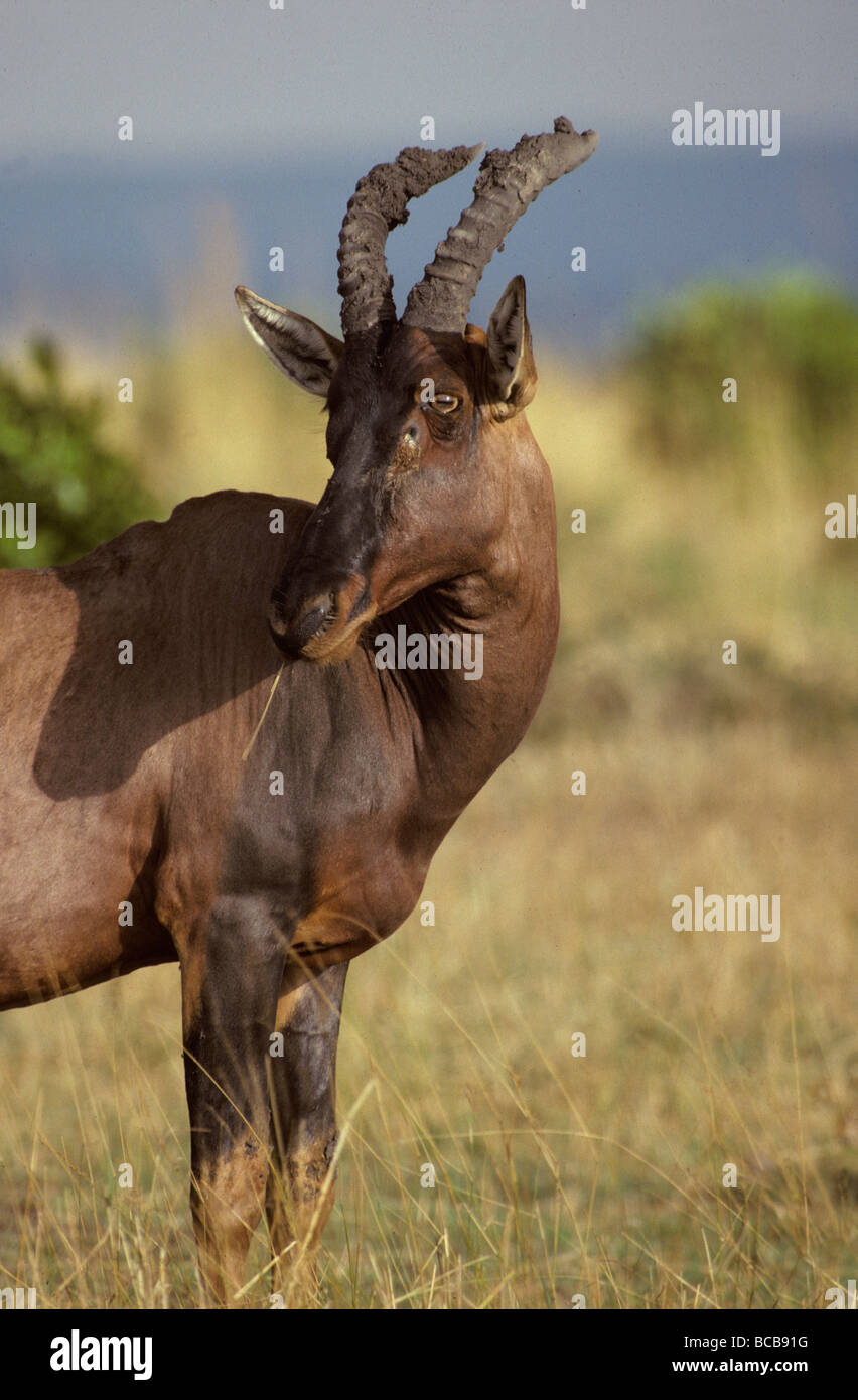 Portrait of a Topi wth ears alert showcasing its horns Stock Photo - Alamy
