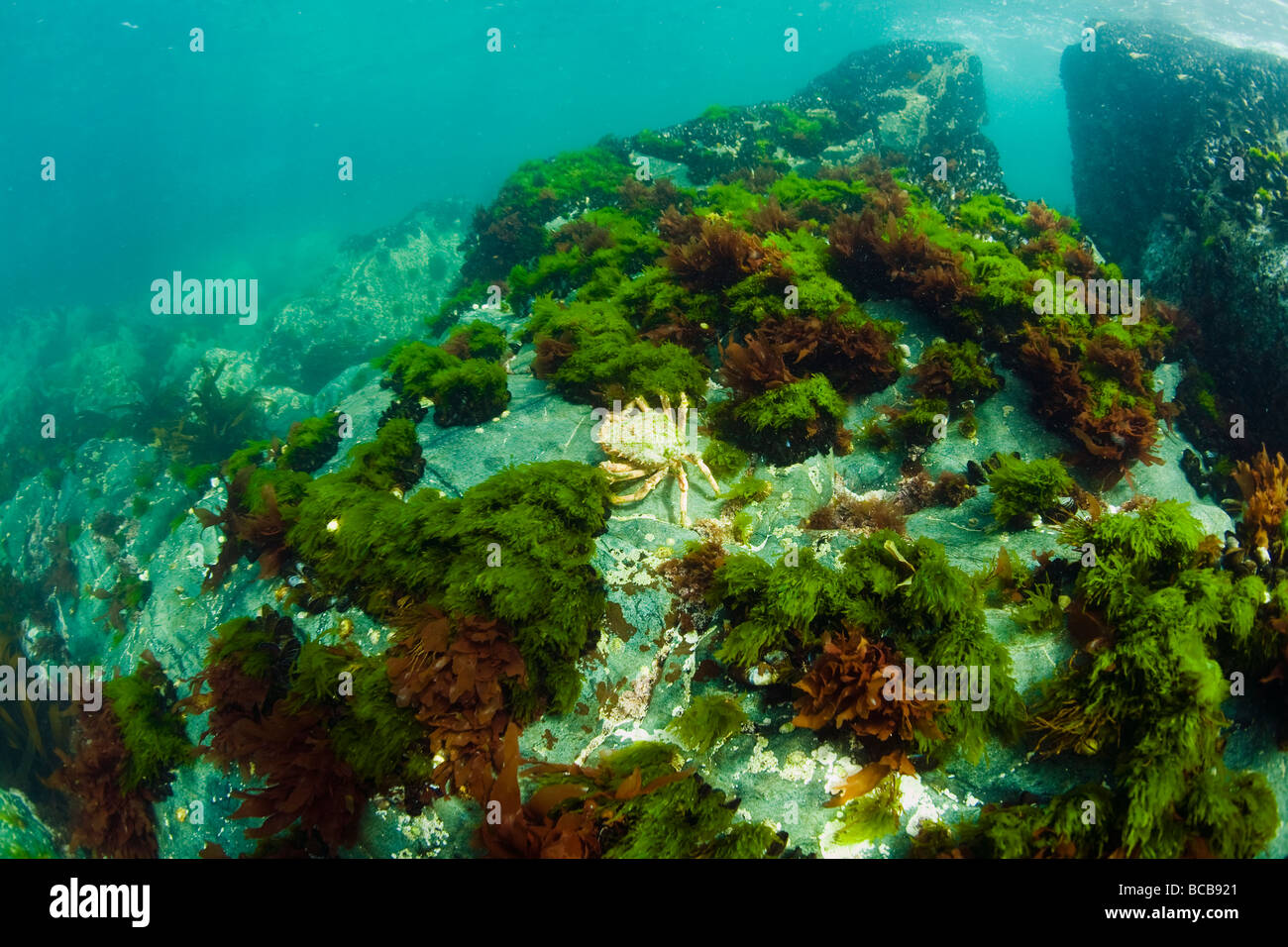 Common Spider Crab, Maja brachydactyla on rocks below sea Cornwall ...