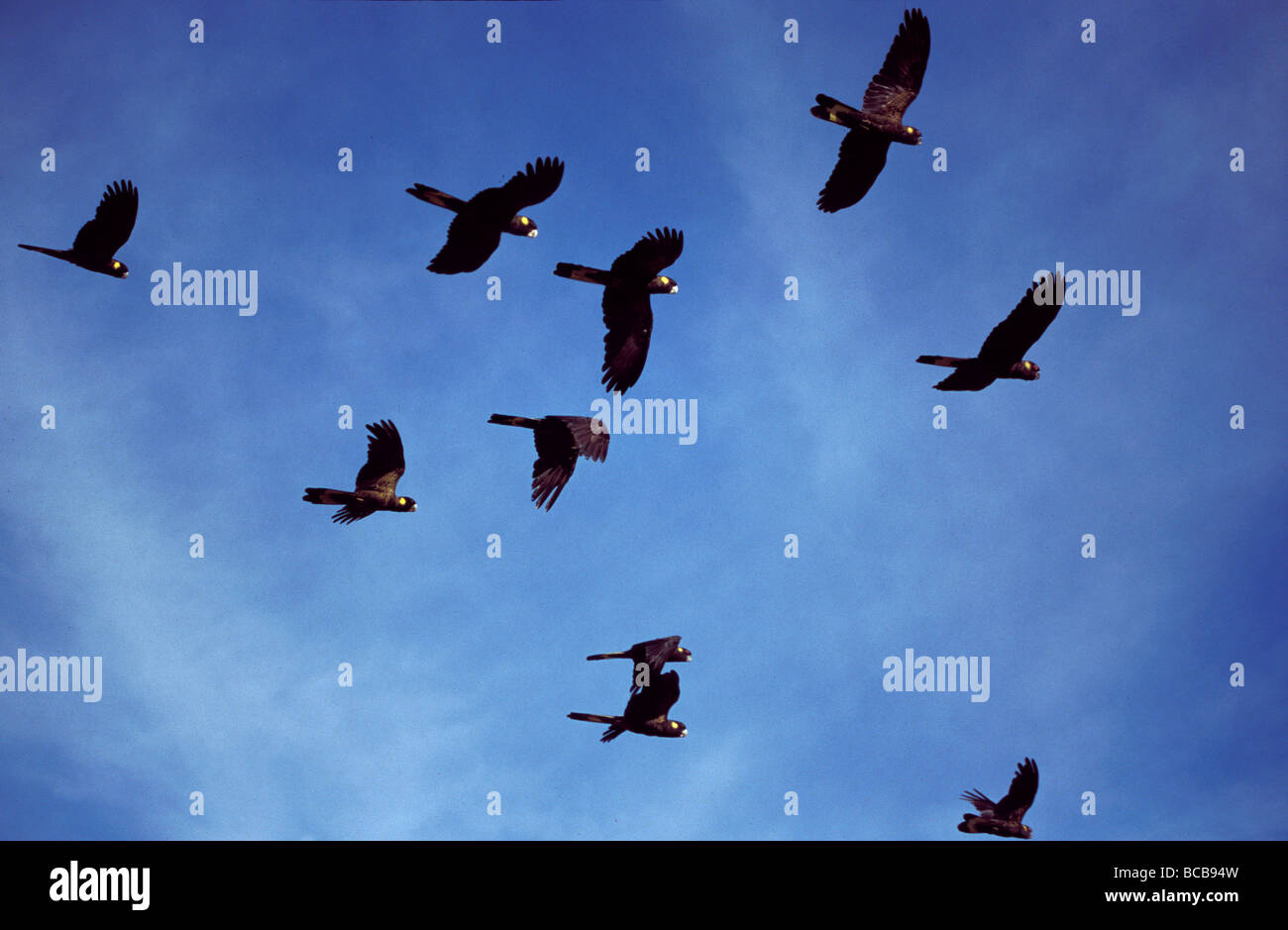 Yellow Tailed Black Cockatoo flock in flight against a blue sky Stock ...