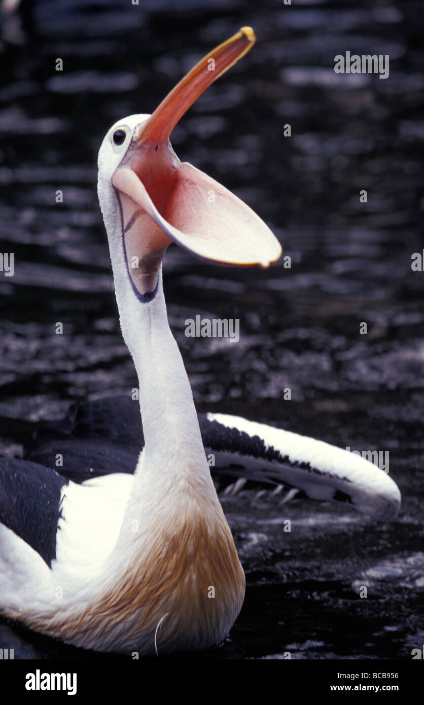 An Australian Pelican stretching its bill to catch fish Stock Photo - Alamy