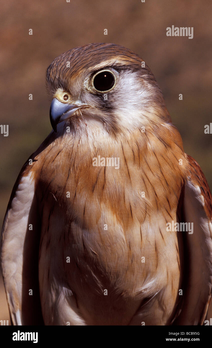 An Australian Kestrel head, sharp beak and eye Stock Photo - Alamy
