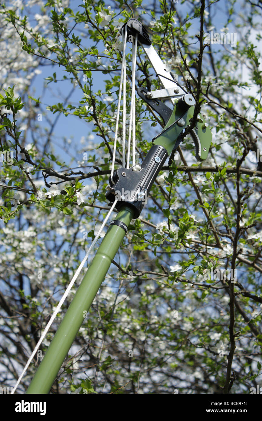 Tree Pruning Head in action Stock Photo - Alamy