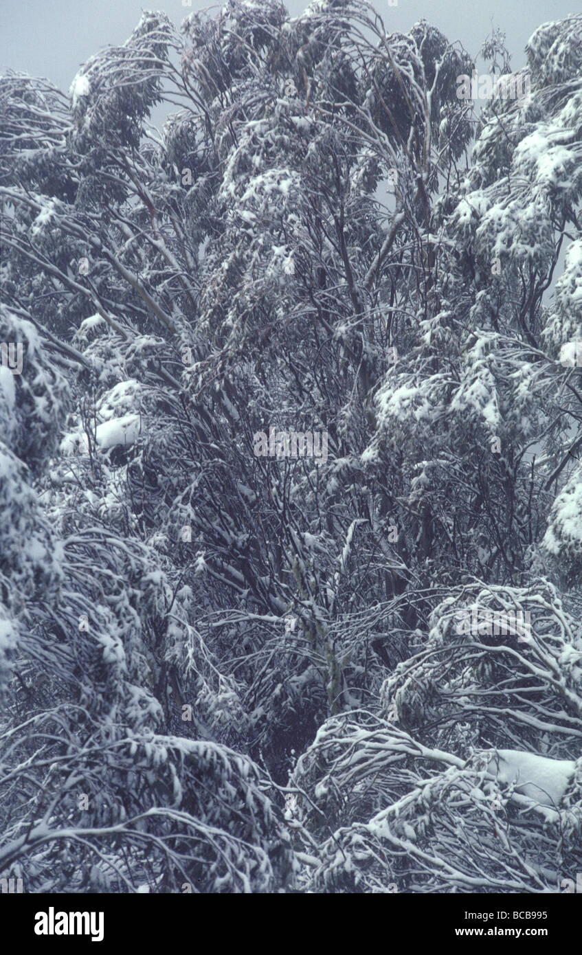 Snow covering an alpine Snow Gum Eucalypt forest after a storm fall ...