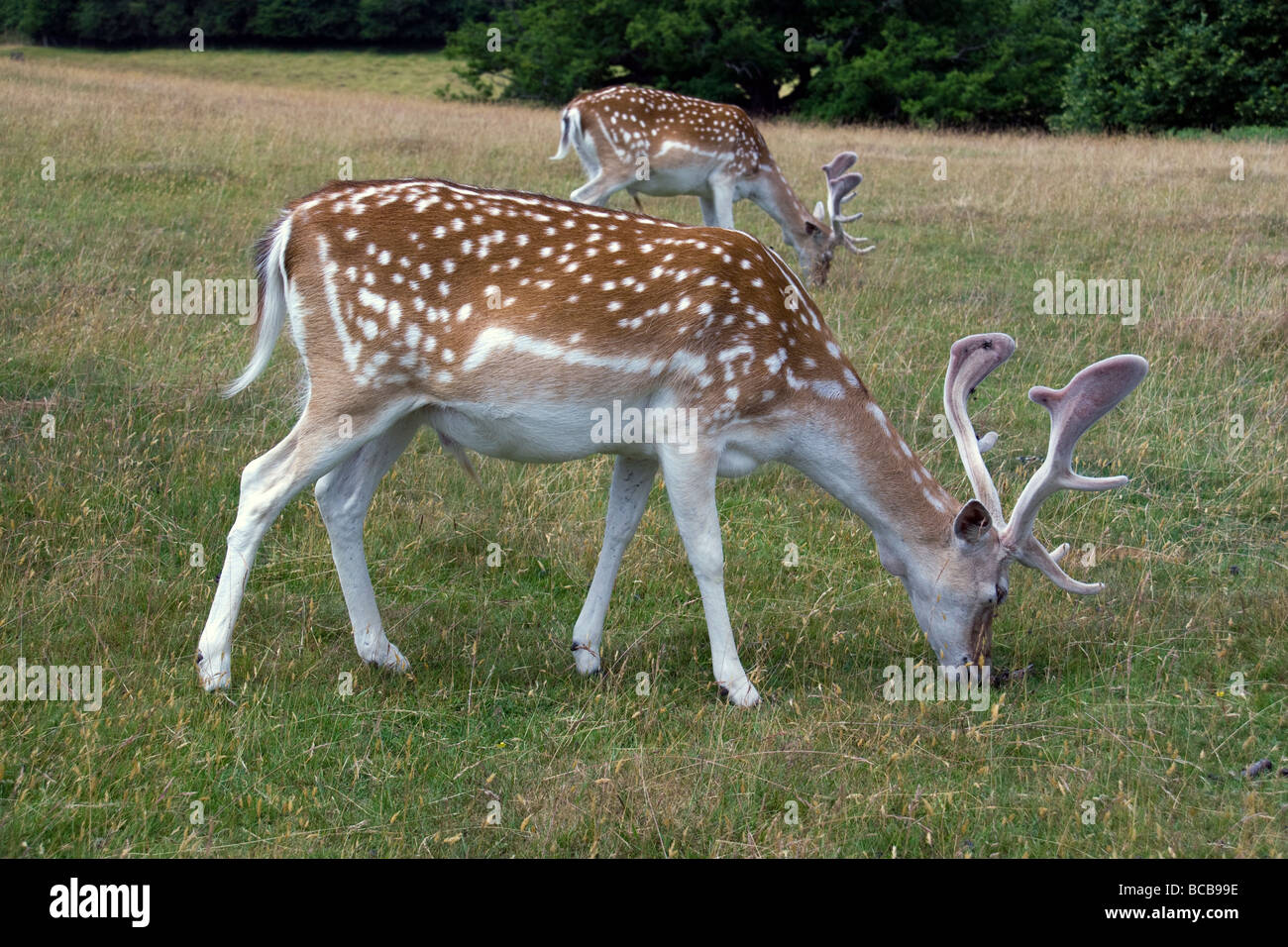 Knole park deer hi-res stock photography and images - Alamy