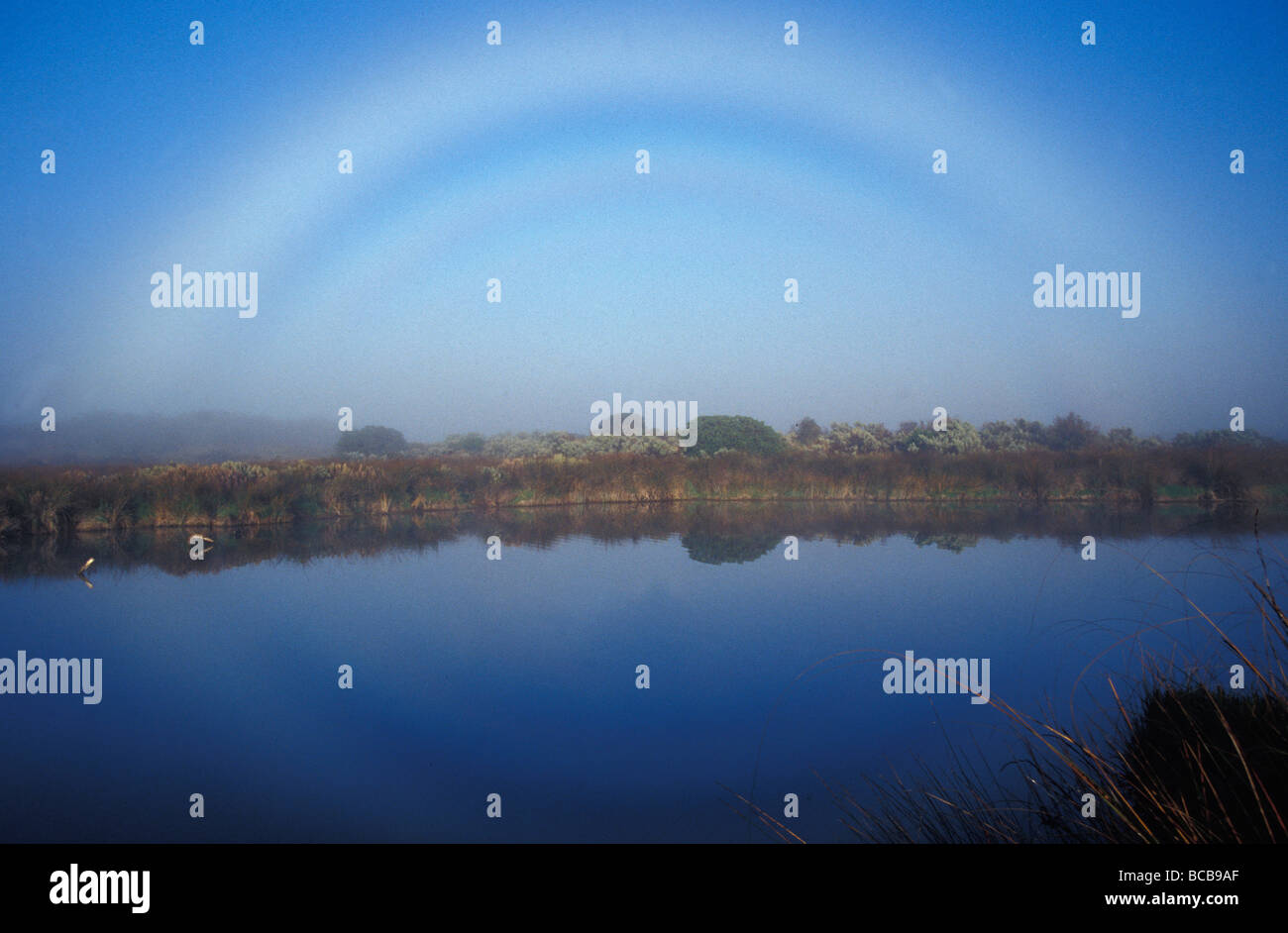 A fogbow is a fog rainbow, here formed over a wetland lagoon at dawn ...
