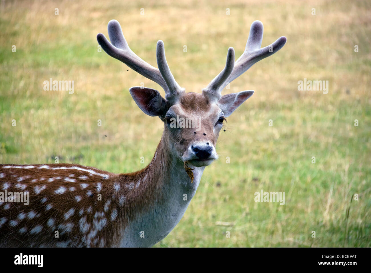 Knole park deer hi-res stock photography and images - Alamy
