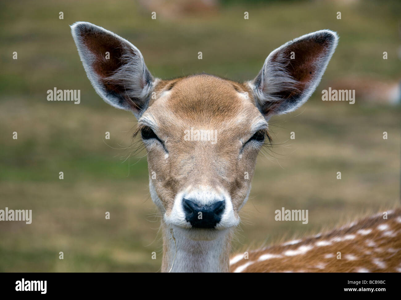 Deer face hi-res stock photography and images - Alamy