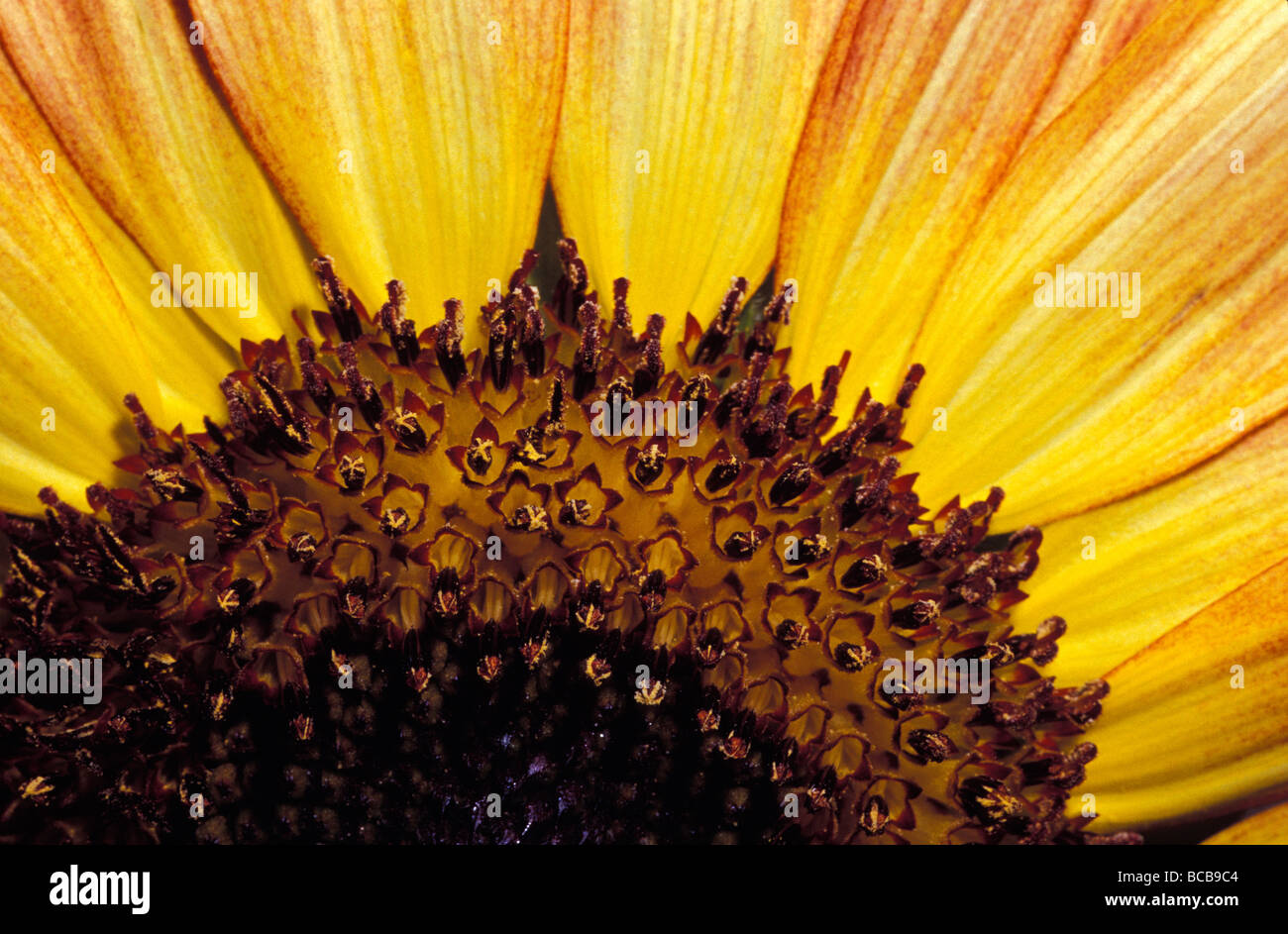 A close-up detail of a Sunflower head showing the seeds and petals ...