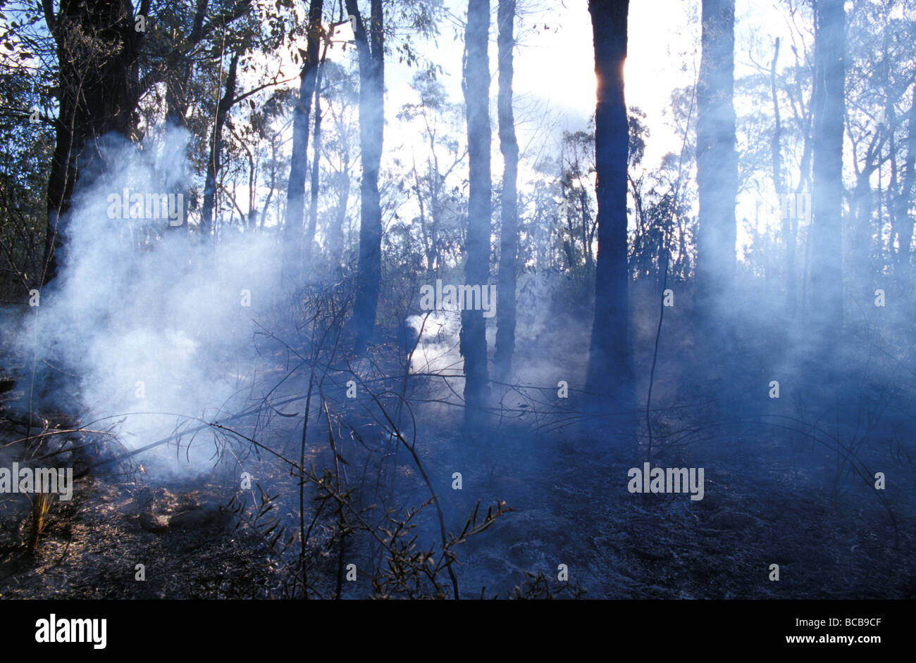 Charred tree trunks and smoking foliage fill the air from a Bush Fire ...