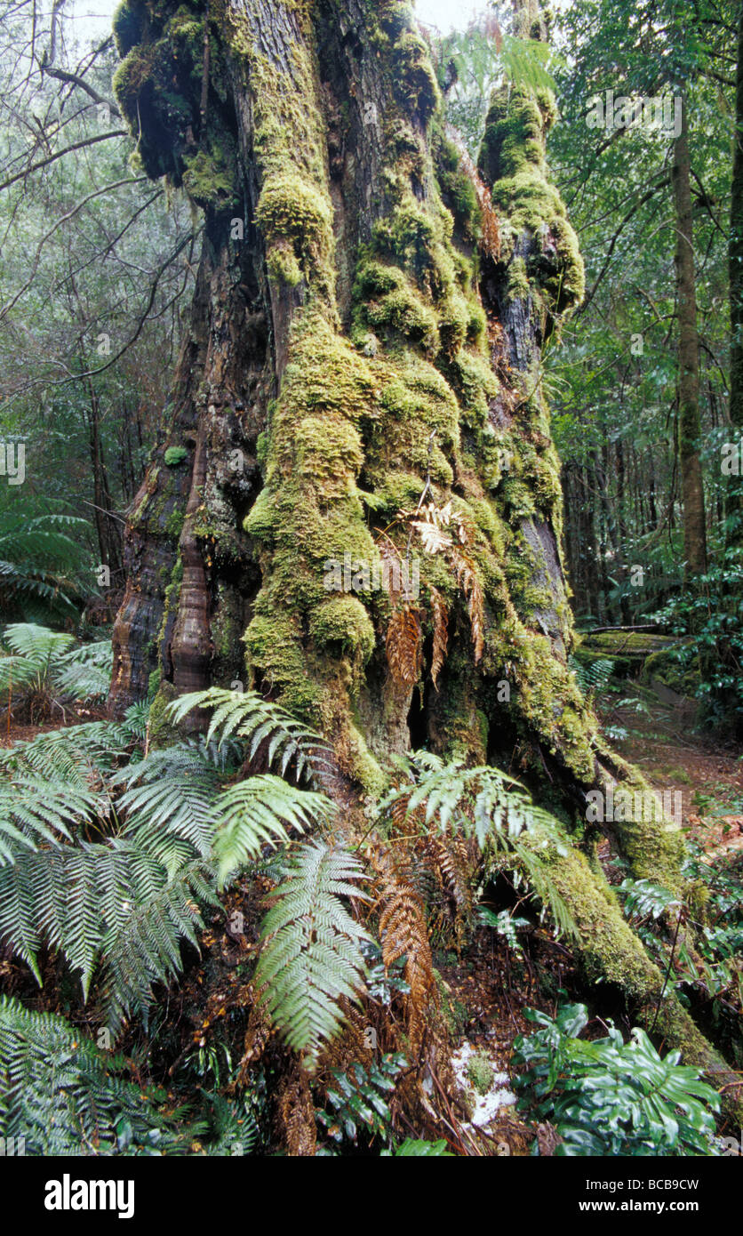 Ancient Giant Myrtle Beech tree covered in Liverwort Moss Bryophytes ...