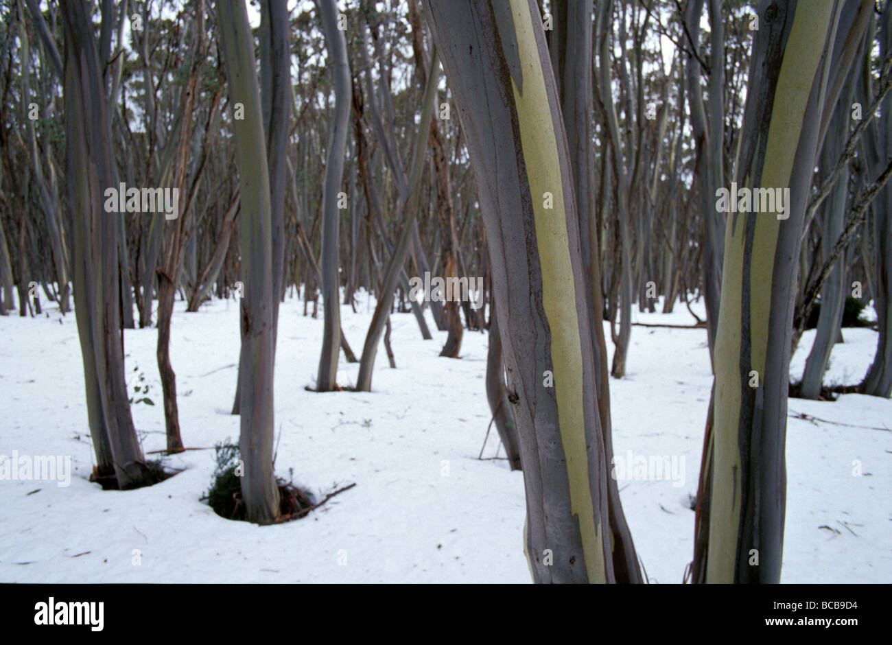 Snow Gum Eucalypt tree trunks emerging from a ground blanket of snow ...