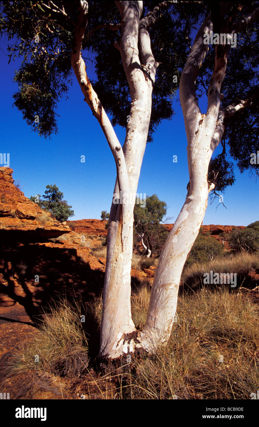 White gum tree hi-res stock photography and images - Alamy
