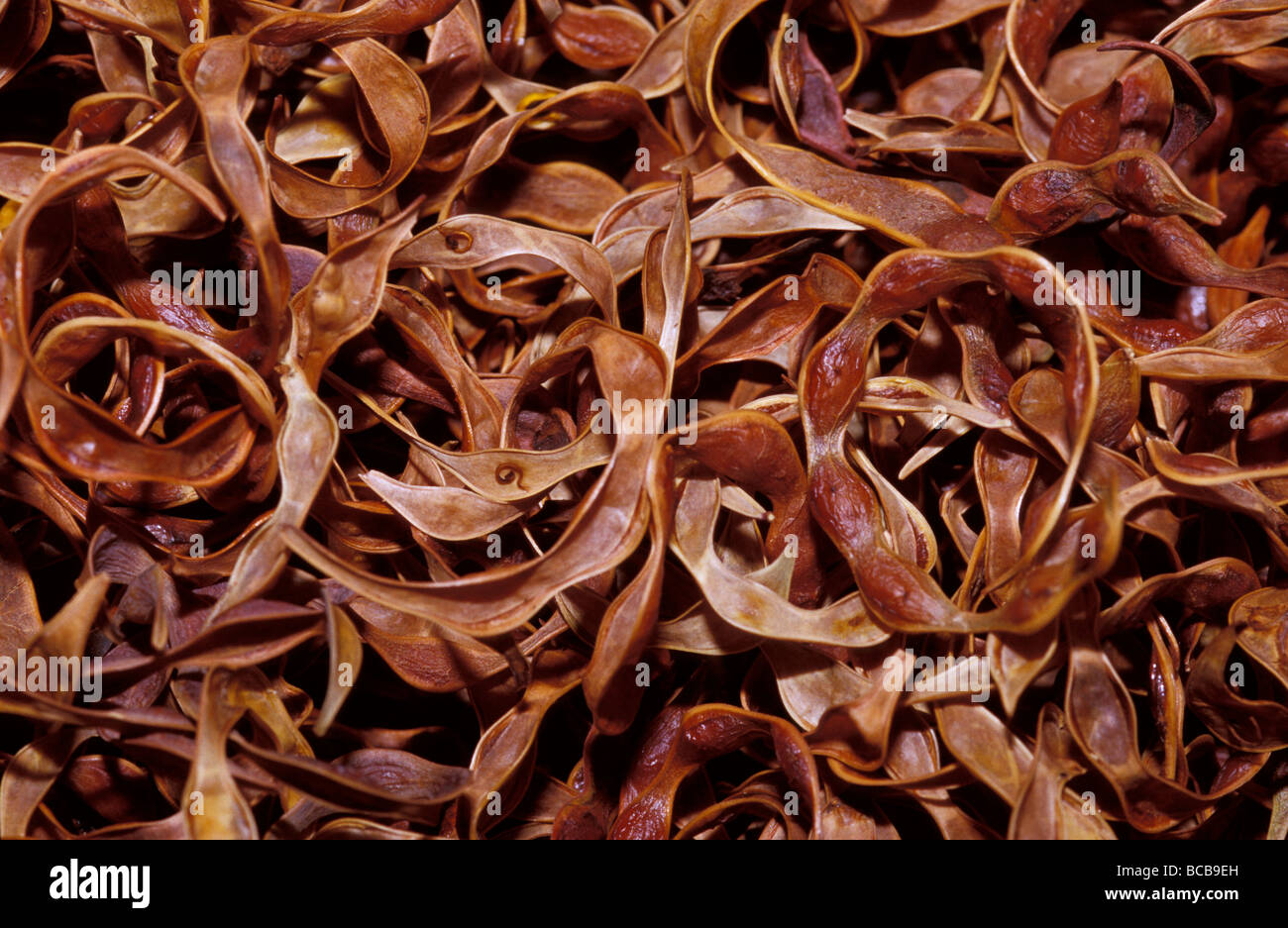 The Aboriginal desert bush tucker food, Curry Wattle tree seeds Stock ...