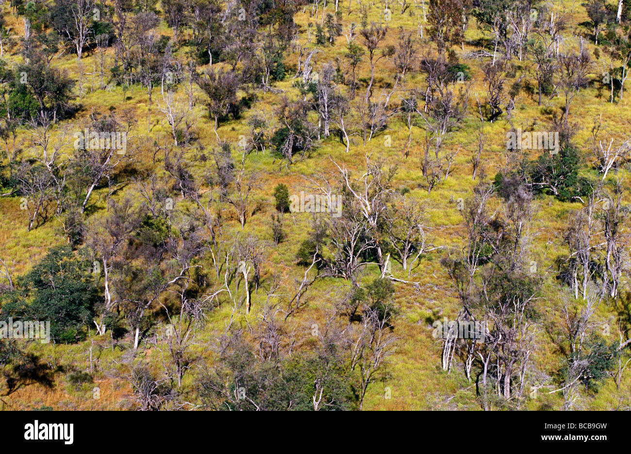 An aerial view of an open woodland with a grassland understorey Stock ...