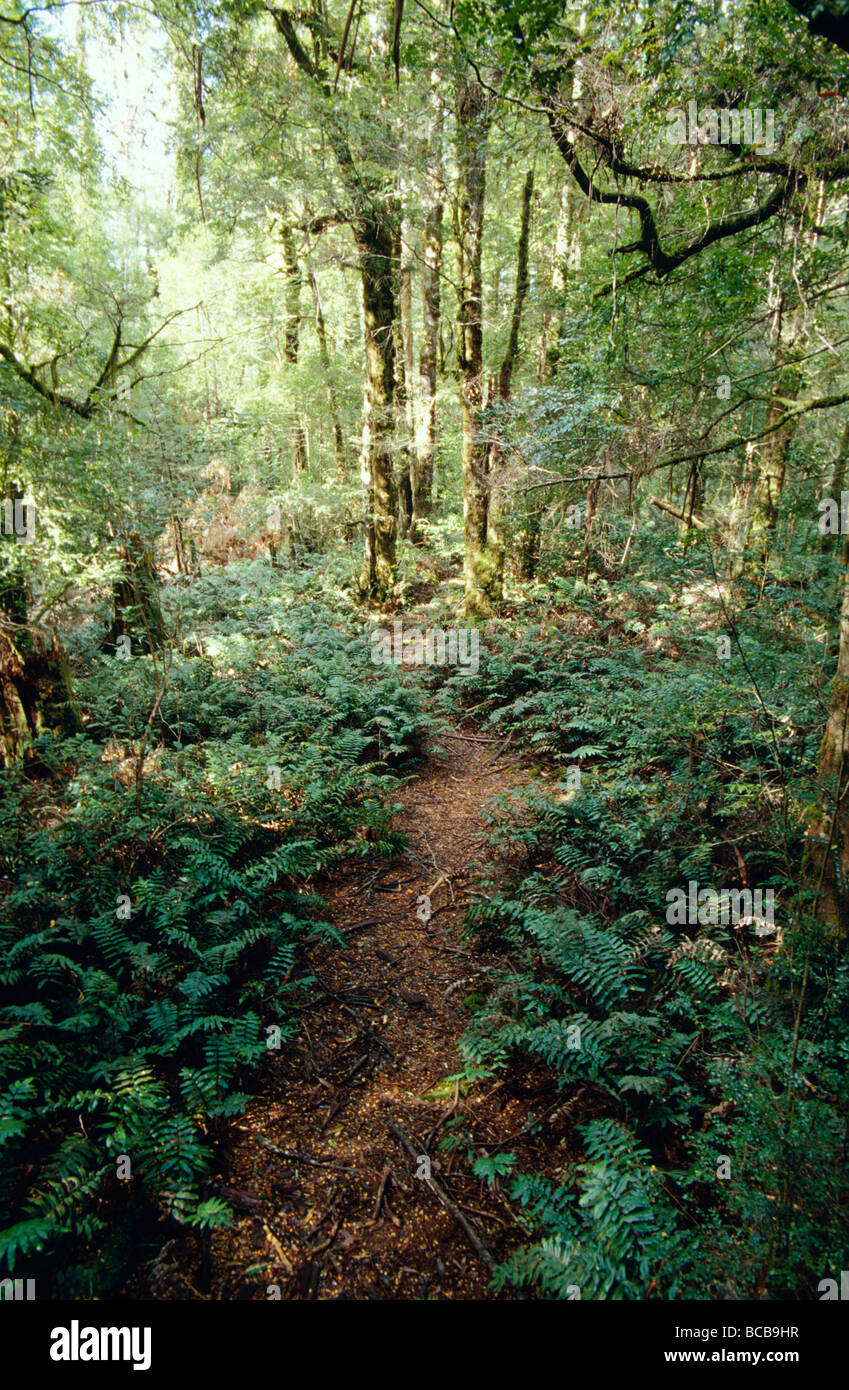 Rainforest hiking hi-res stock photography and images - Alamy