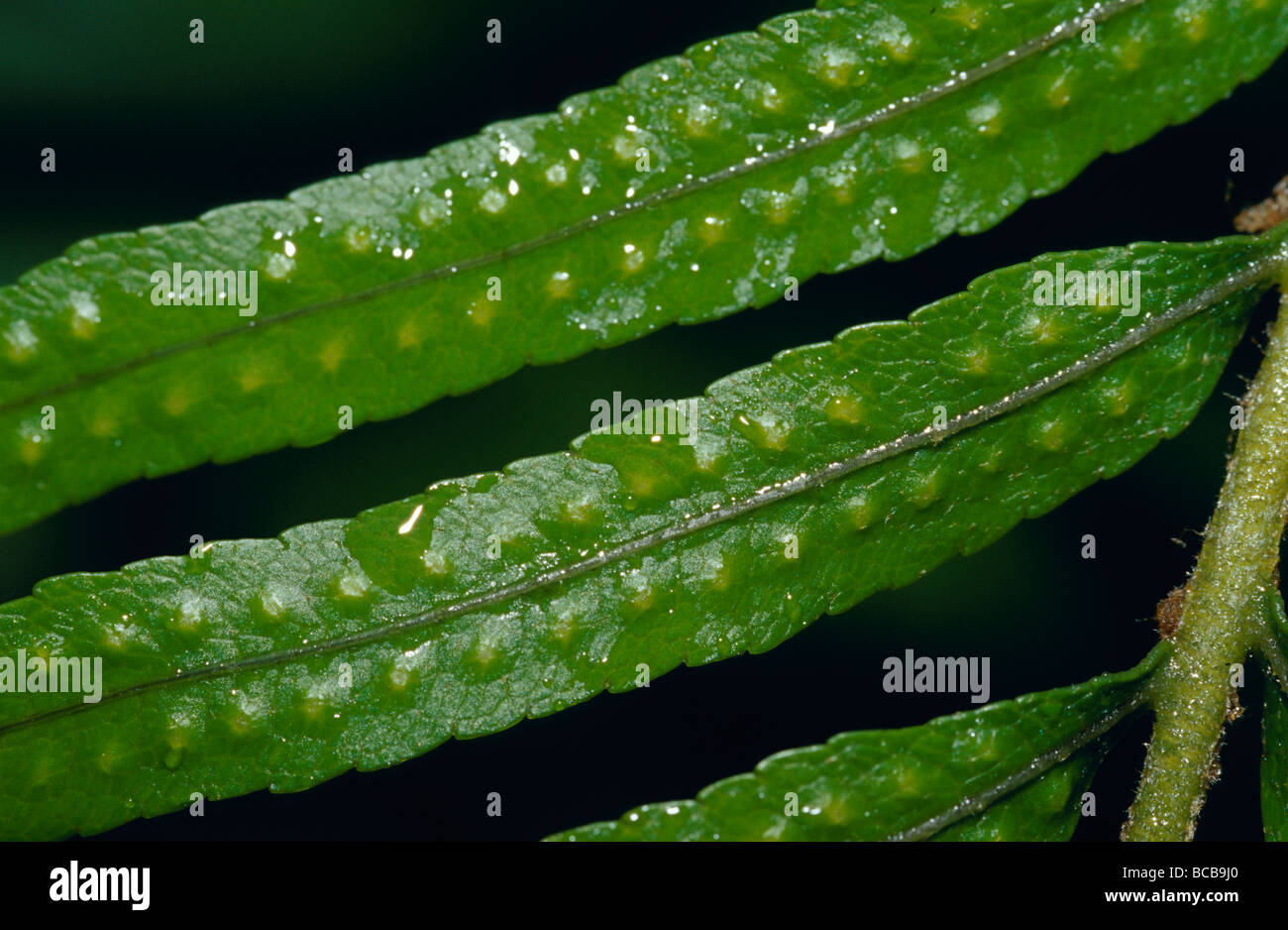 Reproductive spore hi-res stock photography and images - Alamy