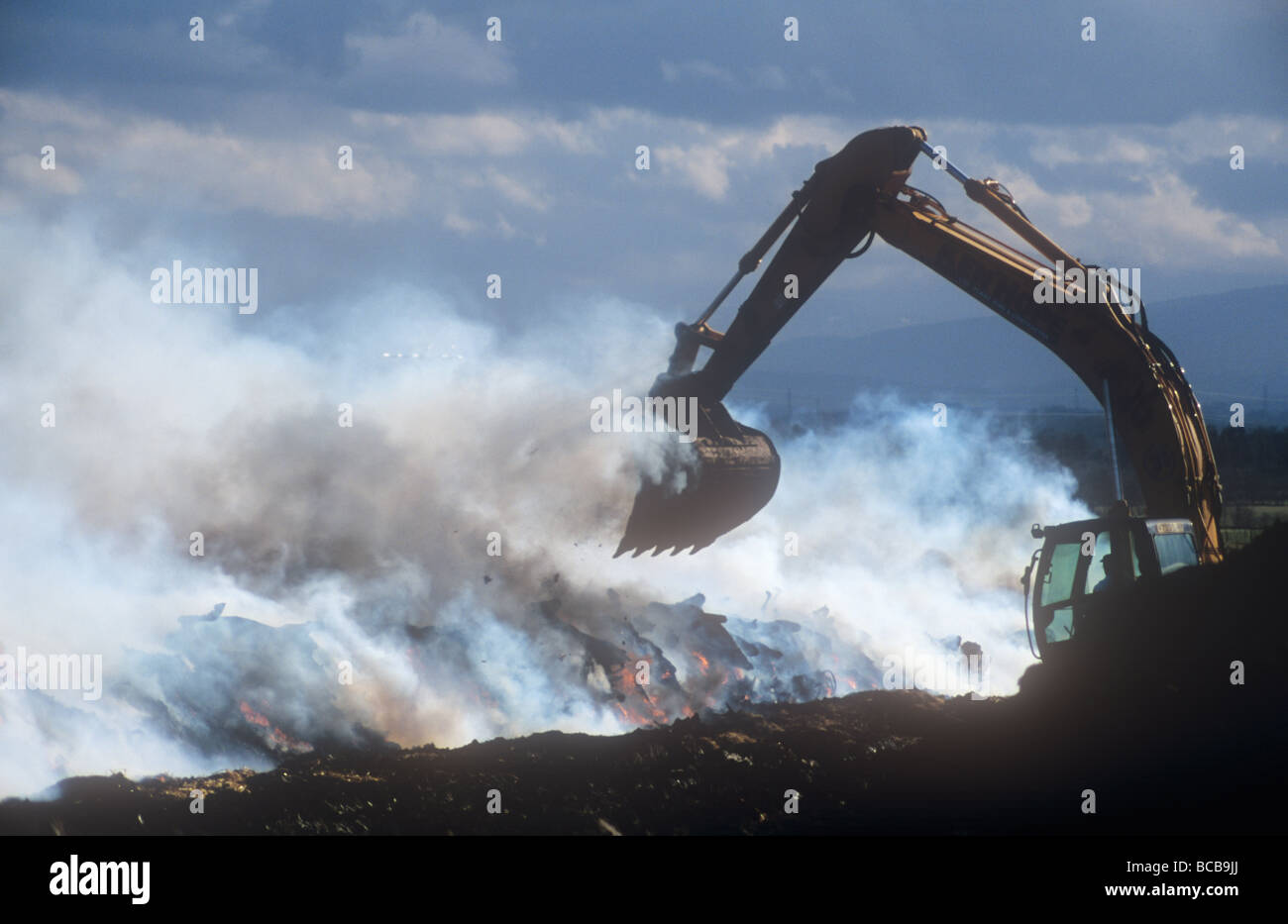 Cows contaminated by Foot and Mouth disease being burnt on a funeral ...
