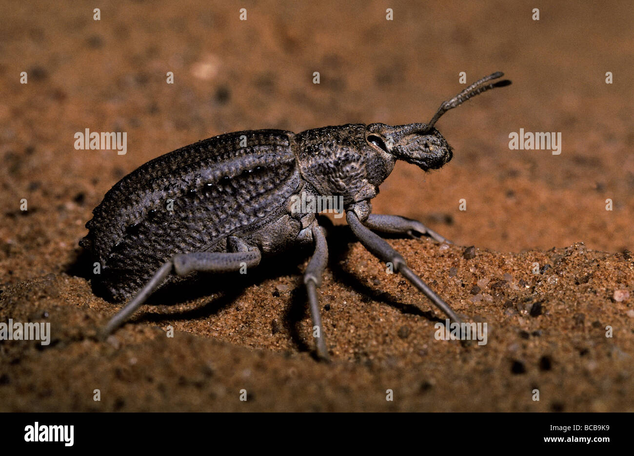 A large desert dwelling Weevil marches across a sand dune Stock Photo ...