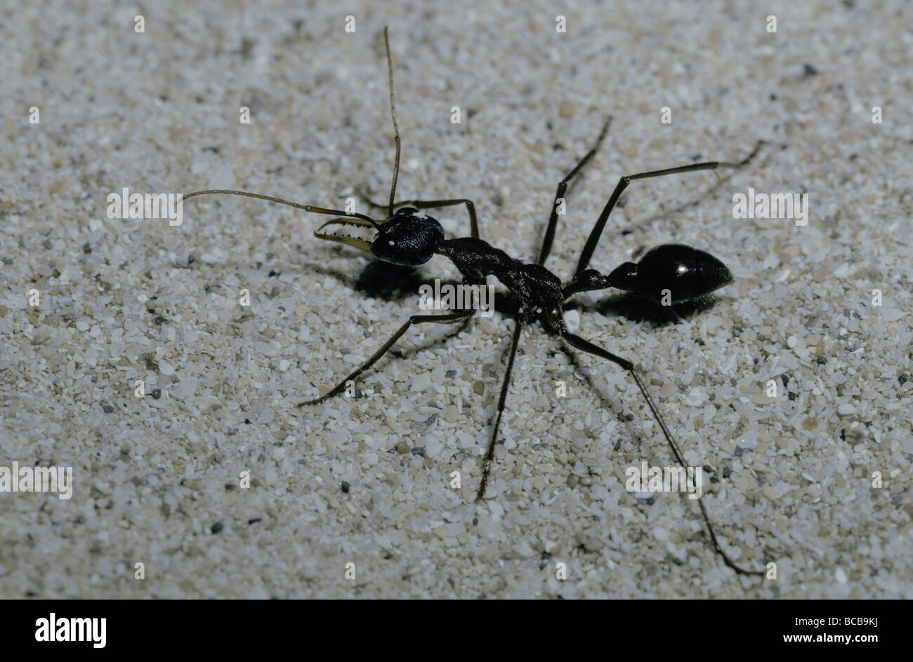 A huge Bull Dog Ant marches across a white sand dune hunting prey Stock ...