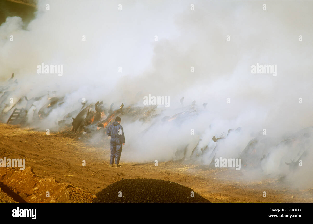 Cows contaminated by Foot and Mouth disease being burnt on a funeral ...