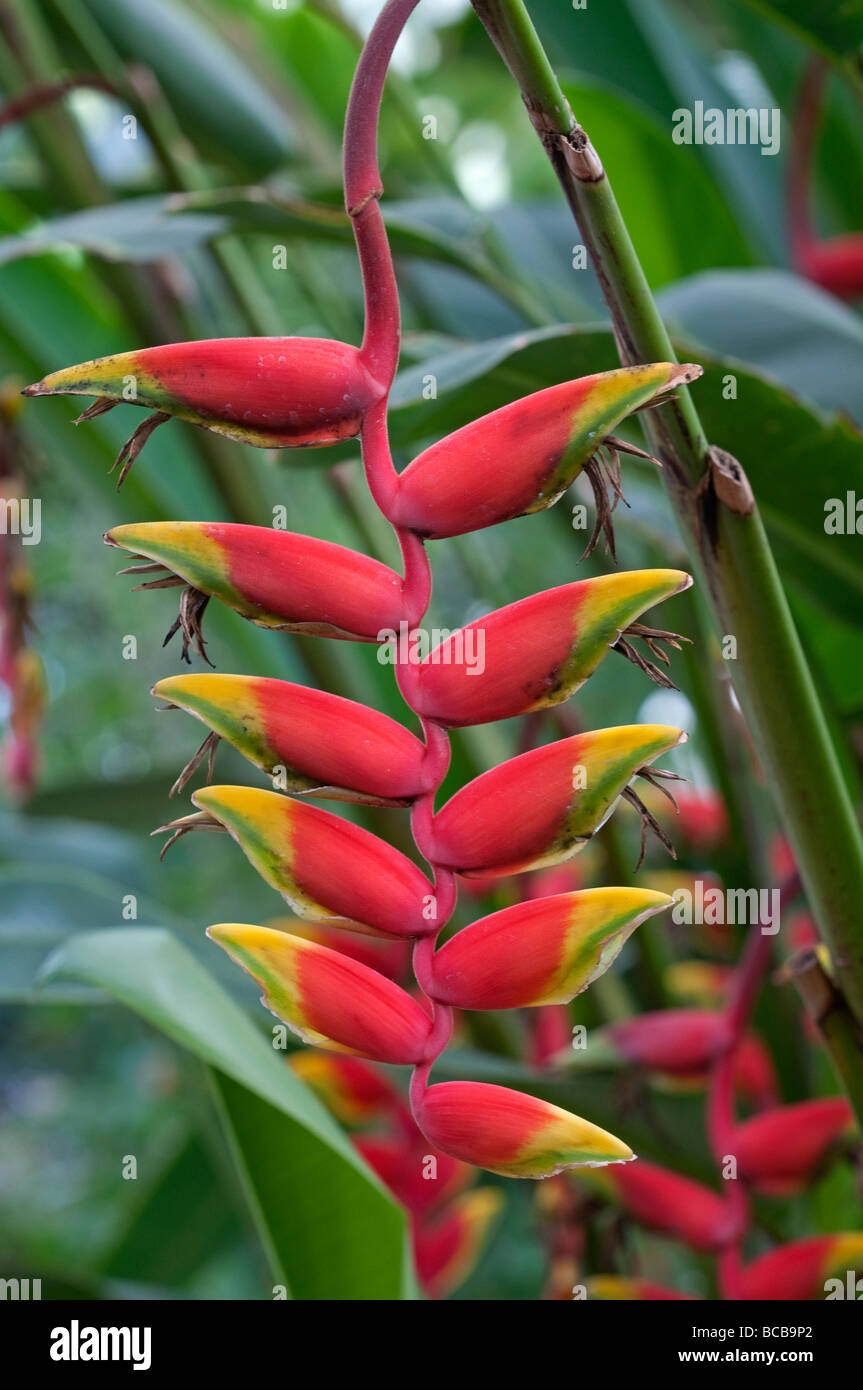Lobster Claw: Heliconia rostrata Stock Photo - Alamy