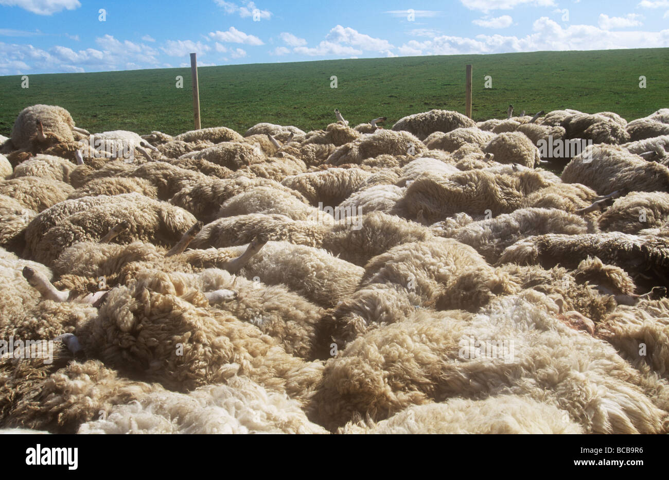 Sheep contaminated by Foot and Mouth disease after being culled Cumbria ...