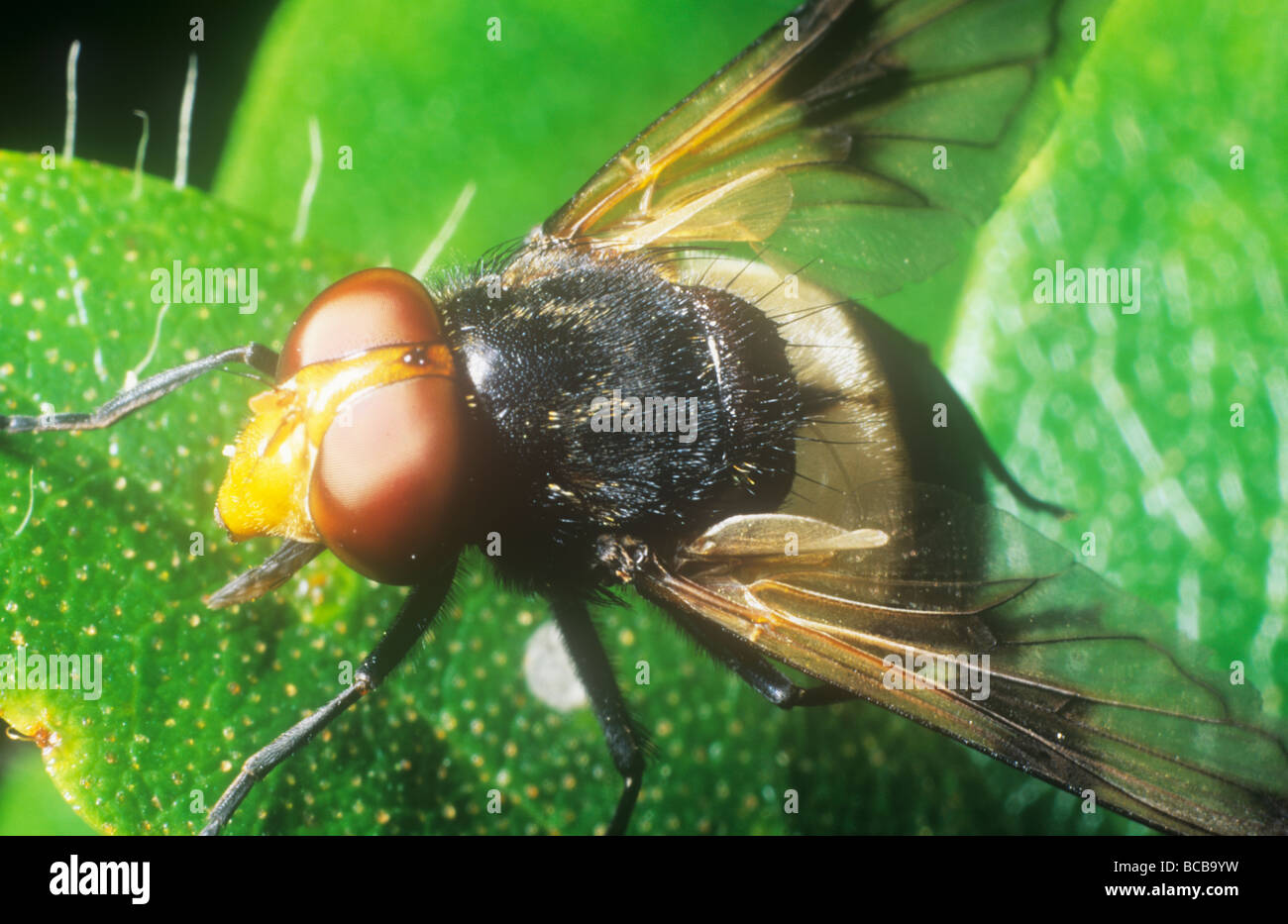 A close up of a fly Stock Photo - Alamy