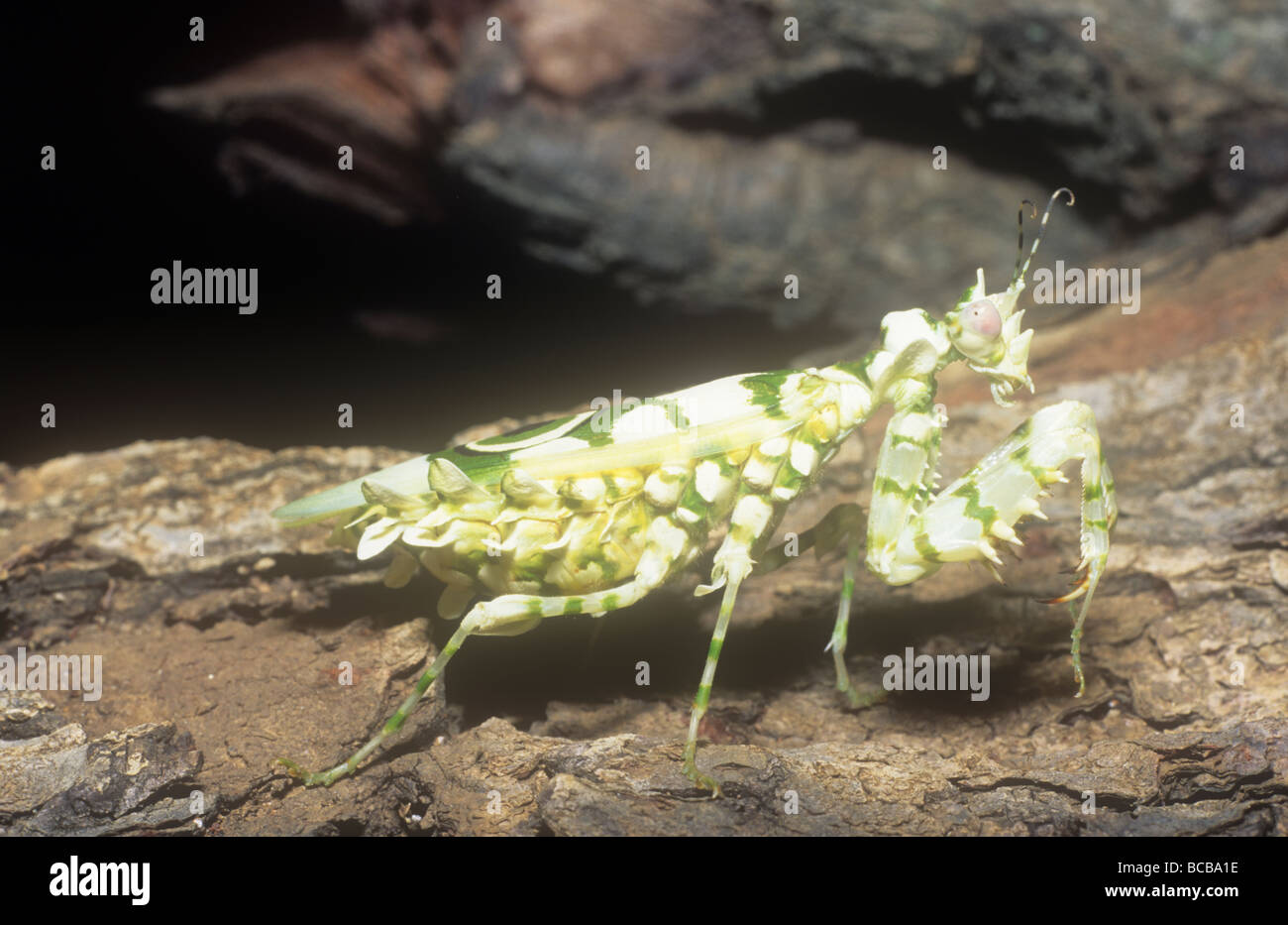 A Mantis in kenya Stock Photo - Alamy
