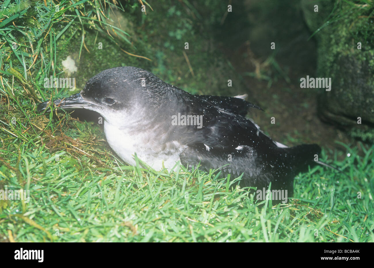 A Manx Shearwater emerging from its burrow at night on the mountains of ...