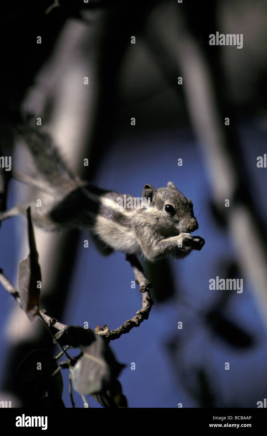 A cute Five-Striped Palm-Squirrel feeds in the forest tree tops Stock ...