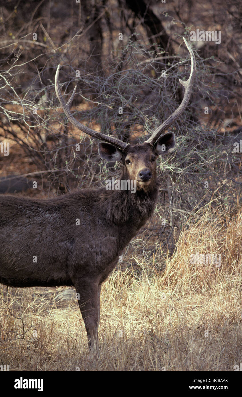 A Sambar Deer Stag with impressive antlers stands to attention Stock ...